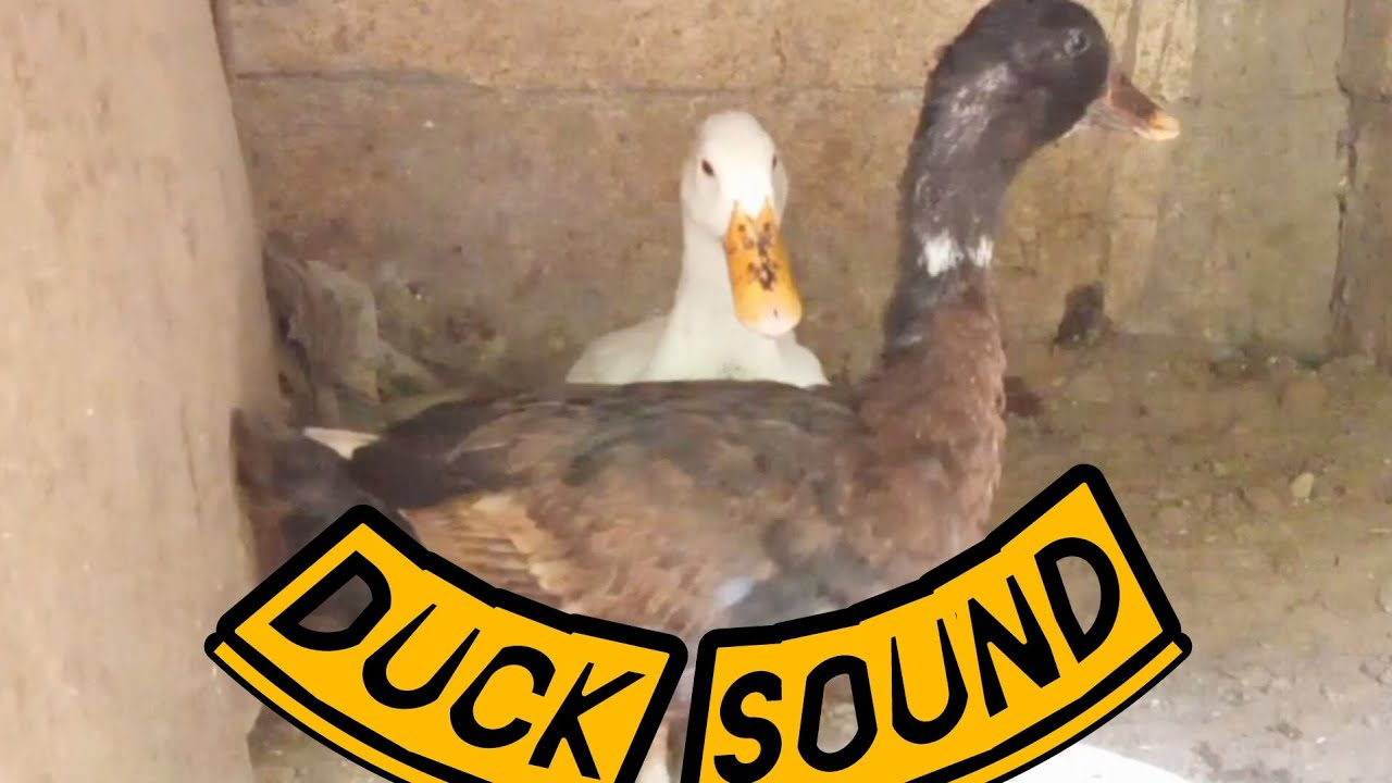 Muscovy duck sound Quack Quack /raising Muscovy duck farm /Muscovy ...