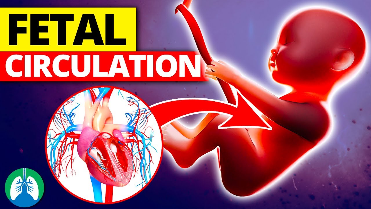 Fetal Circulation *Quick Explainer Video* - YouTube