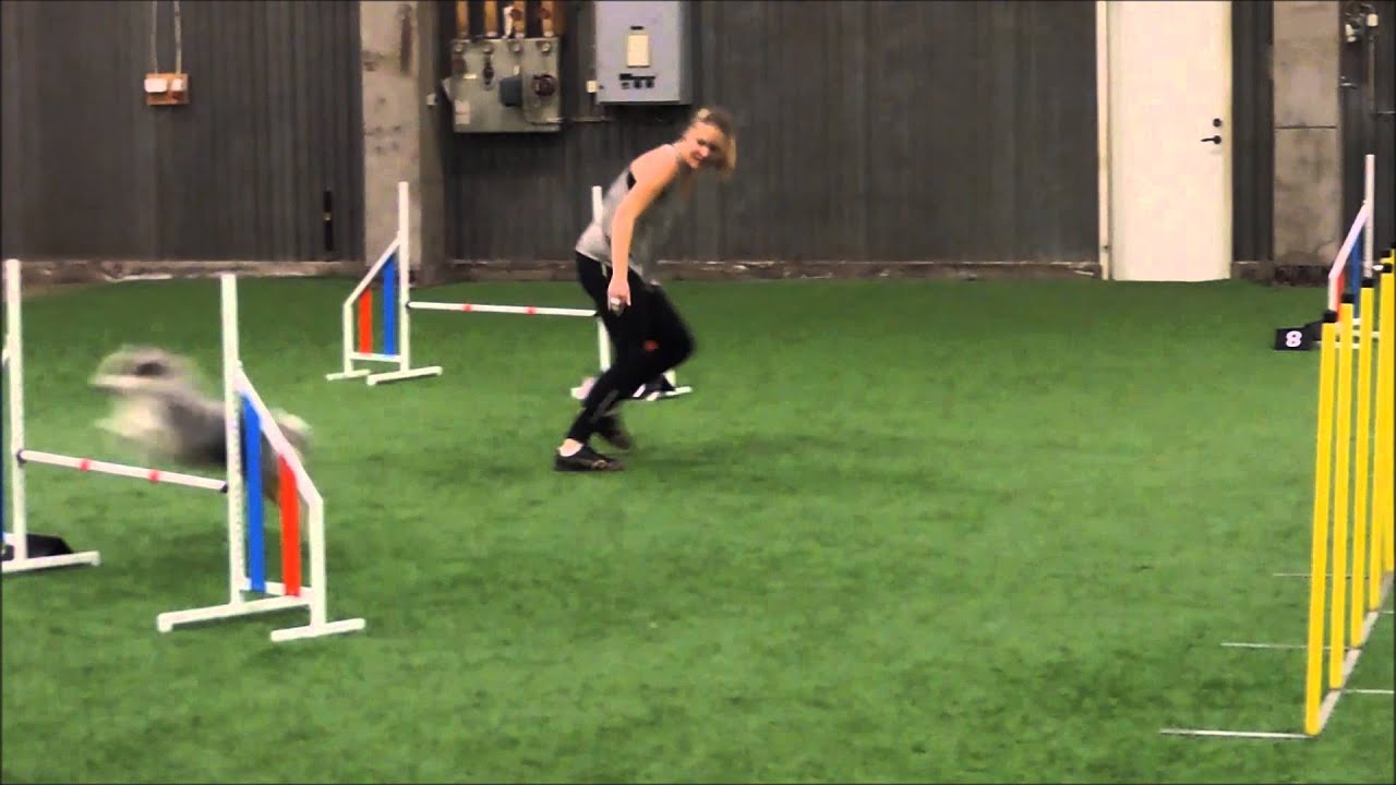 Lina & Jackson: Agilityträning 28/12 - YouTube