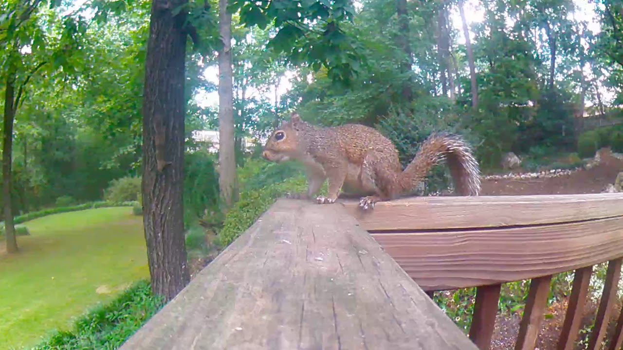 Squirrel Signaling - YouTube