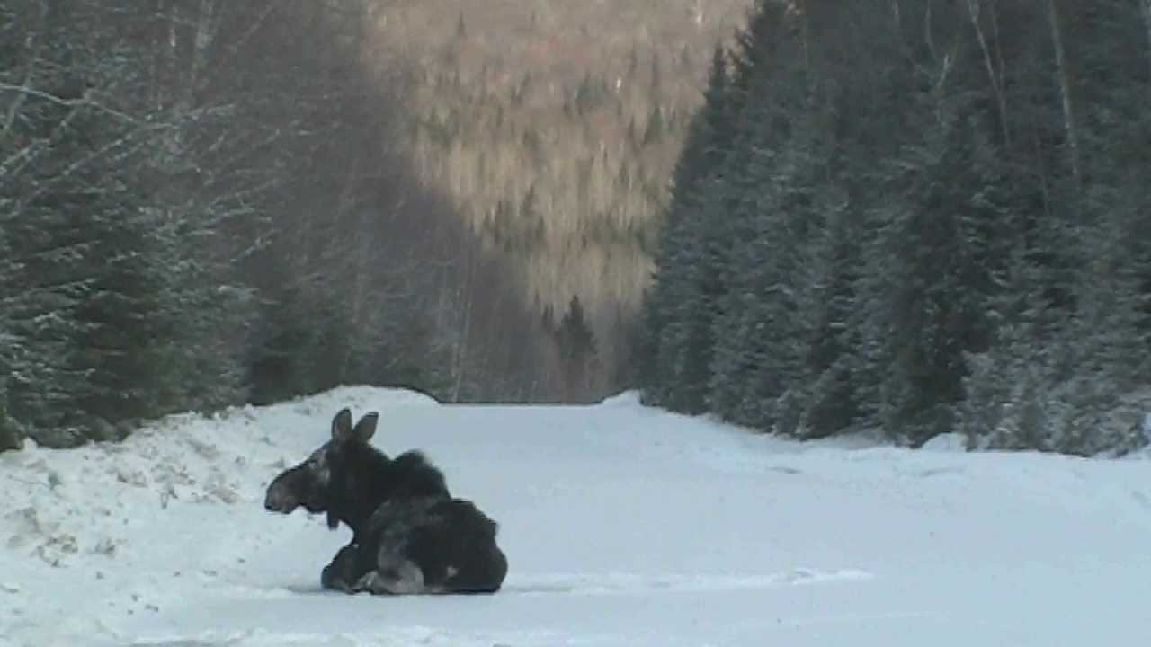 Moose on Ice - YouTube