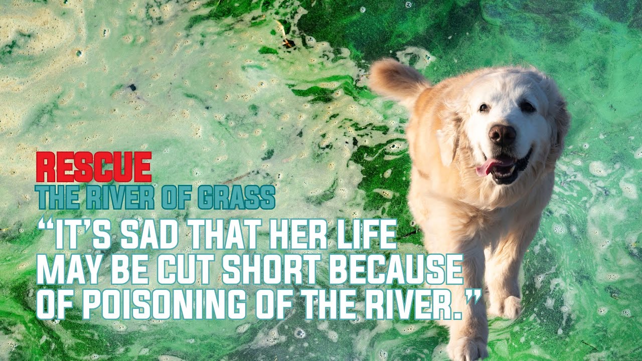 RESCUE the River of Grass - Friends of the Everglades