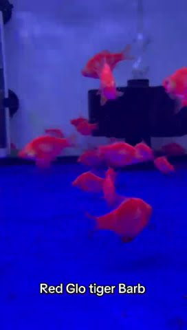 Red Glo Tiger Barb #aquarium #fishtanksetup #fish #tropicalfish # ...