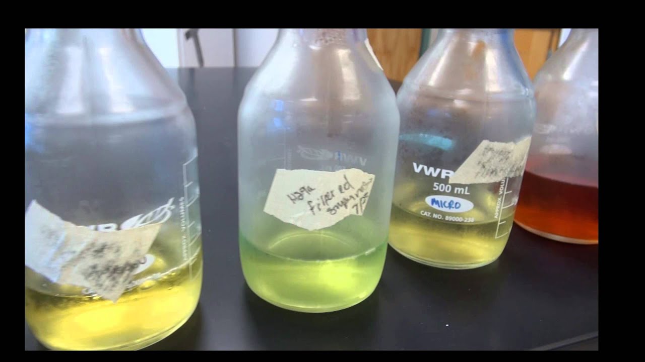 April Tingle - Pseudomonas Bacteria - YouTube