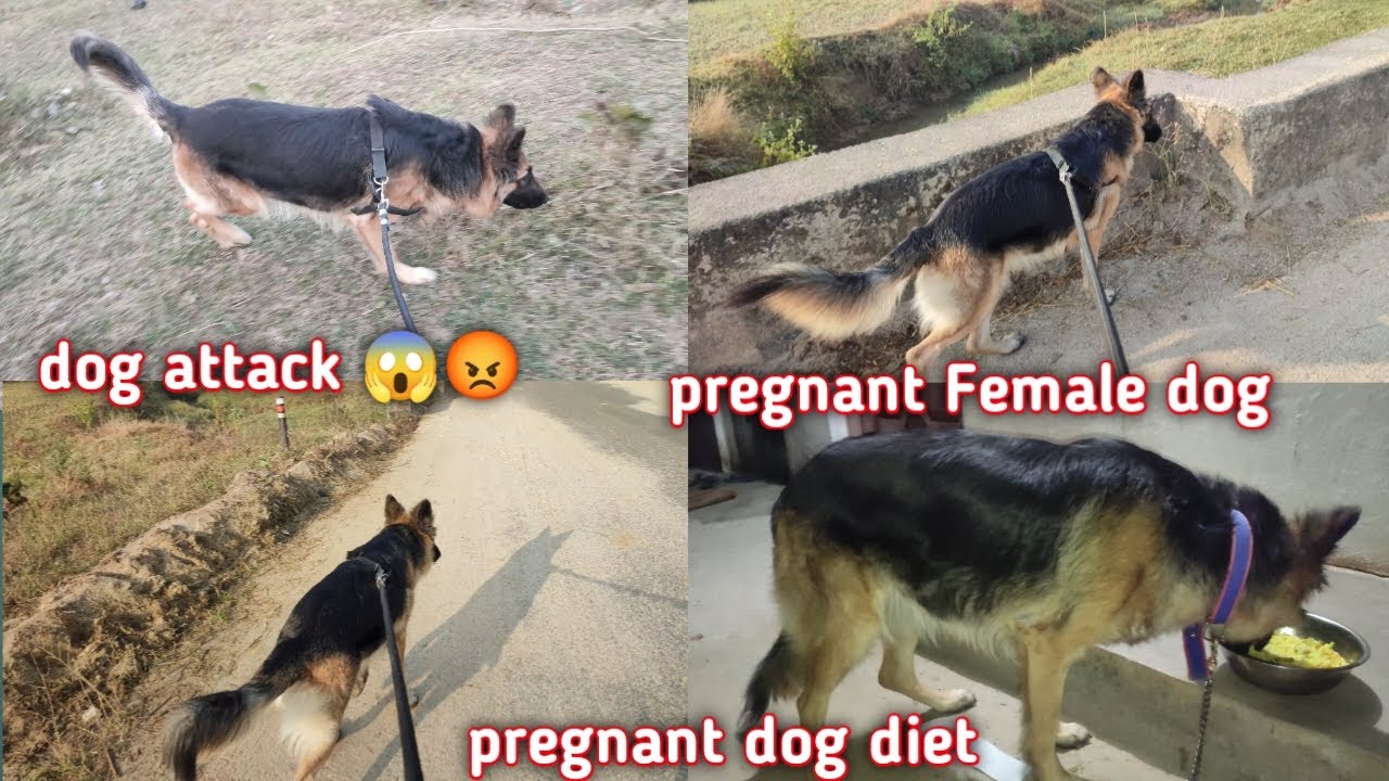 3 Week Pregnant Female German Shepherd Dog || German Shepherd Dog ...