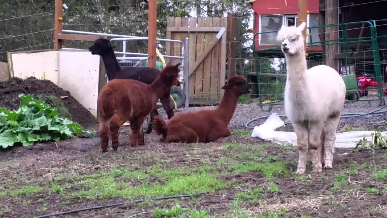 Quality Alpaca fight ! - YouTube