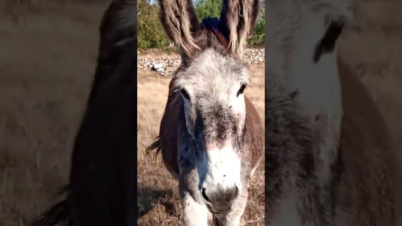 👉El burro y el mohíno, enséñale UNA vez el camino .. "Refrán castellano ...