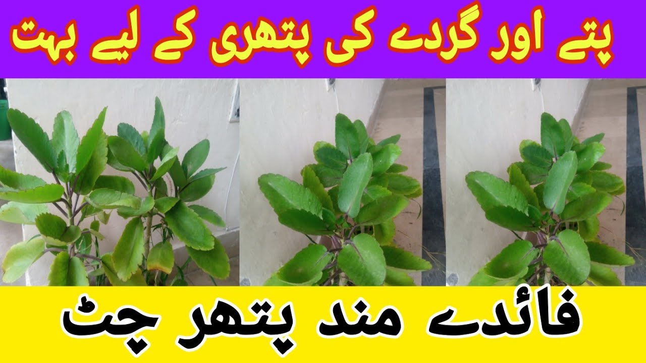 Pathar Chatta Plant Beneficial in removing stones from gall bladder and ...