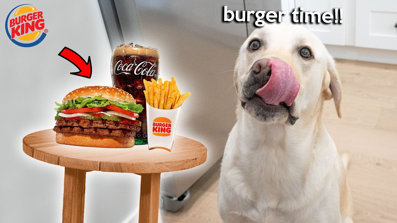 Surprising Labrador With Burger King Meal!! - YouTube