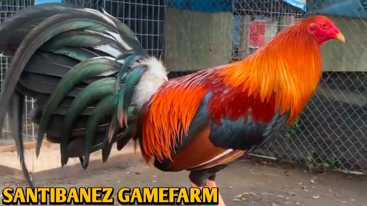 Yellow leg hatch Joe Goode Grey - SANTIBANEZ FARM - YouTube