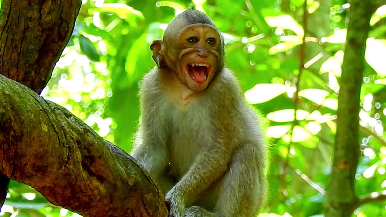 OMG.. Destiny Monkey....Duchess Monkey Where..! - YouTube