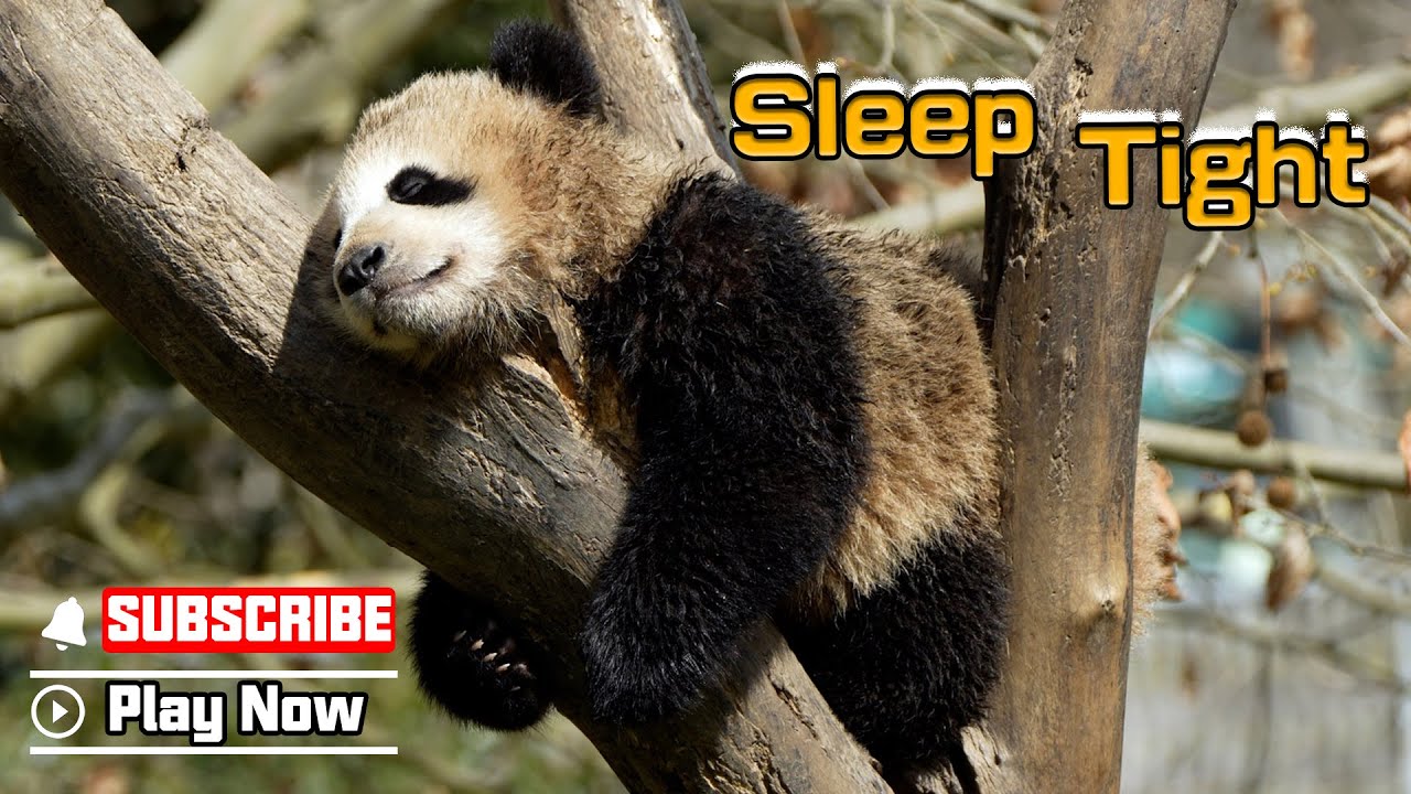 Wanna Have The Same High-Quality Sleep As Pandas | iPanda # ...
