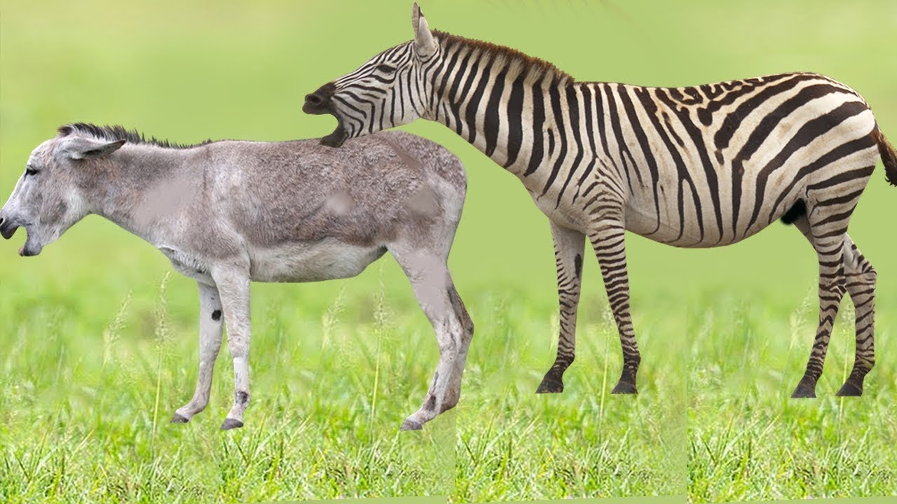 CRUCE entre una CEBRA y un BURRO | ¿Es posible? - YouTube