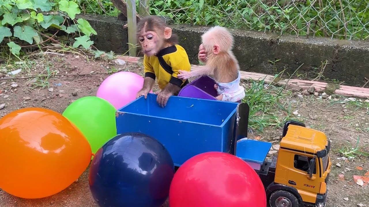 Monkey Bo Bo and baby monkey play with balloons - YouTube