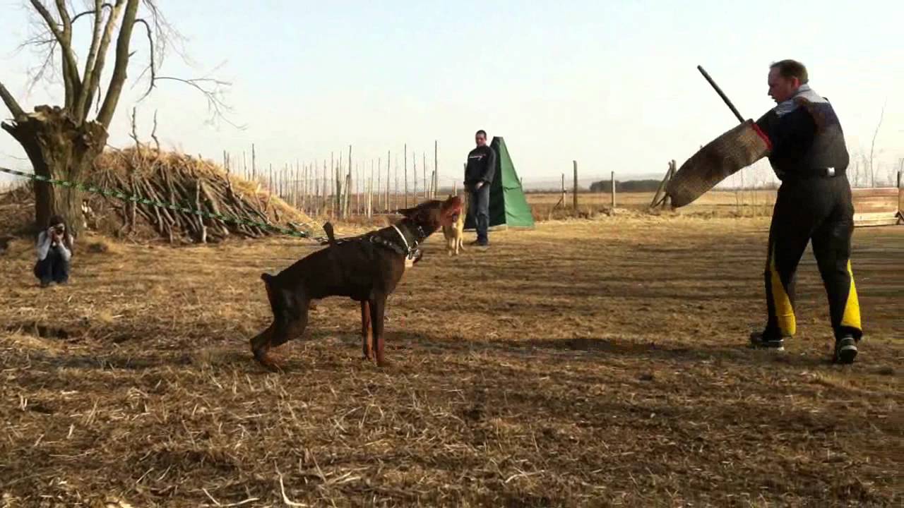2 years old doberman - protection training - YouTube