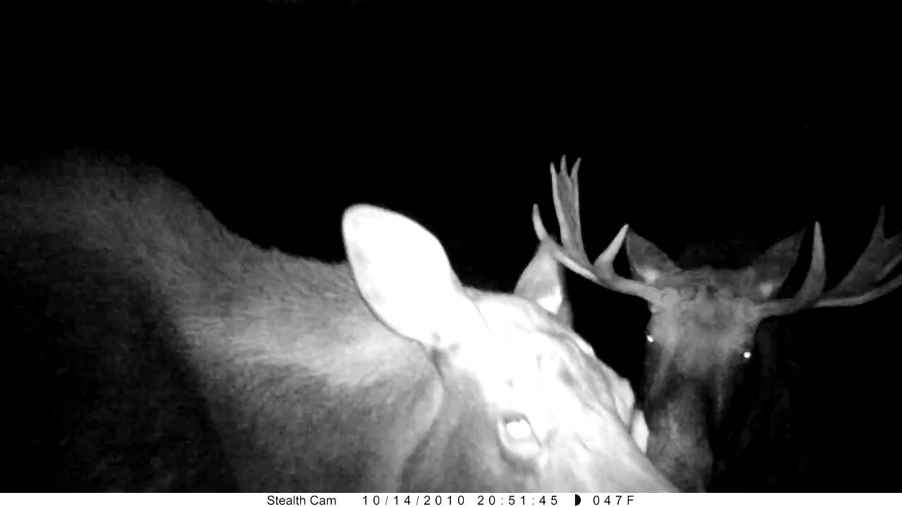 buck et femelle orignal - YouTube