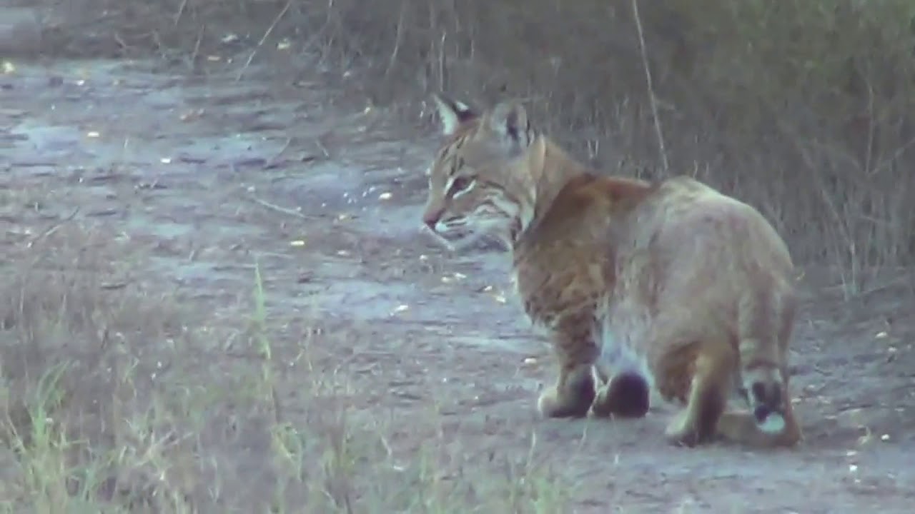 South Texas Bobcat - YouTube