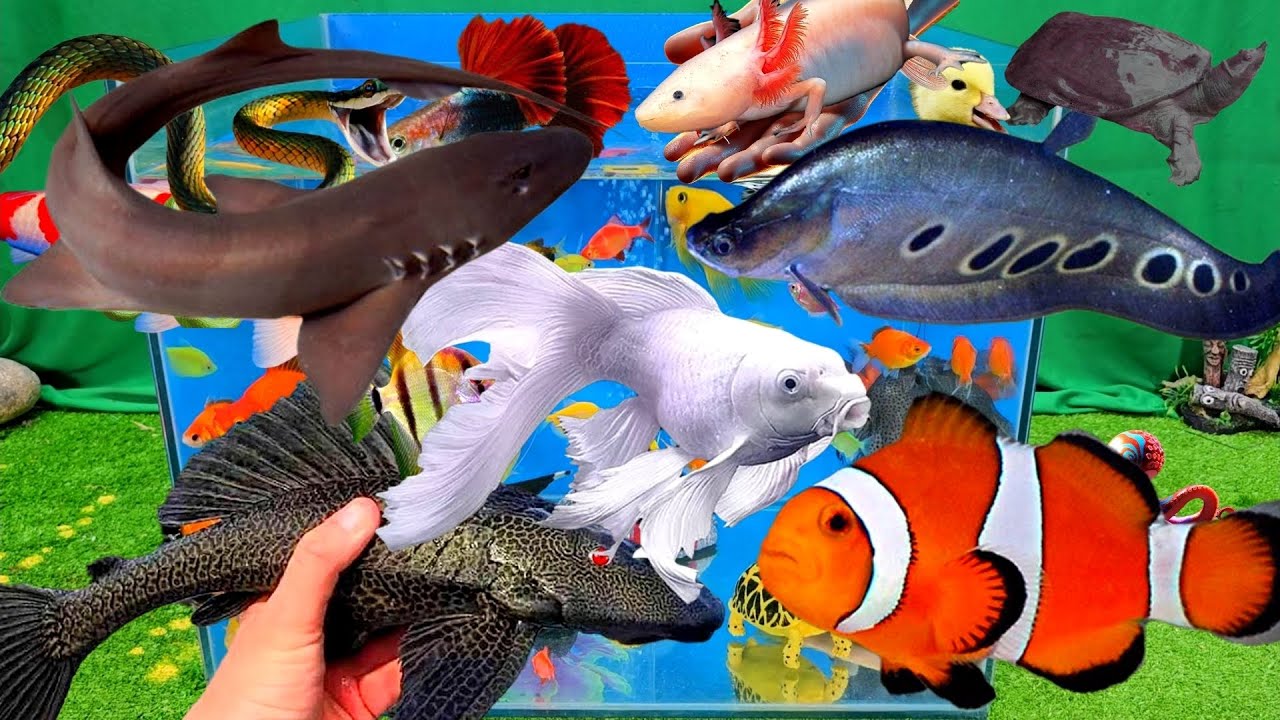 Bắt được cá cảnh đẹp trong ao nhỏ, cá koi, cá vàng, cá chép, cá nemo, bạch tuộc biển - YouTube