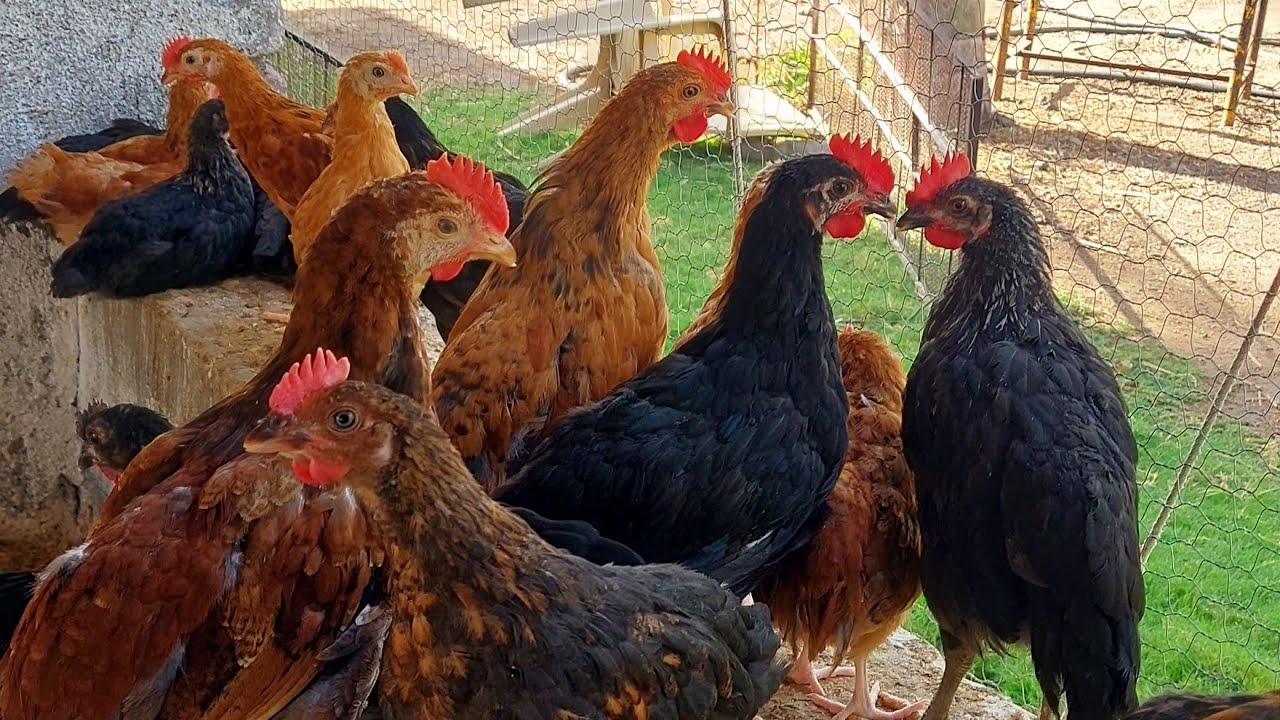 kartik poultry farm | gavran poultry farm maharashtra || - YouTube