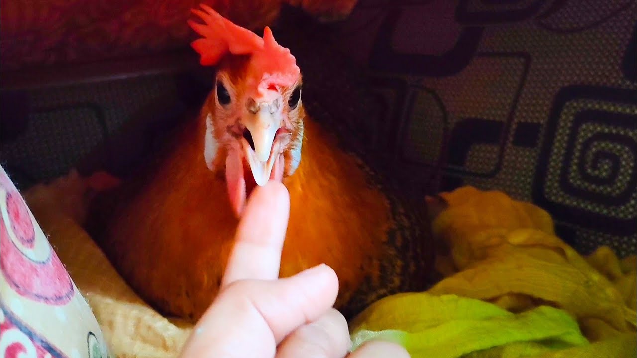 Disturbing My Broody Angry Hen Holi 🙈🙈🙈 - YouTube