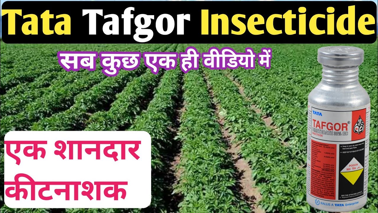 TafGor Insecticide/Tata Tafgor Insecticide/Dimethoate 30% Ec - YouTube