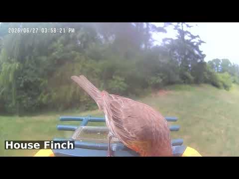 Feeder Face-Offs & Cardinal Watch | Birds of Asheville | 06-28-2026