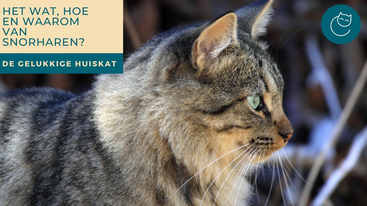 SNORHAREN VAN KATTEN, HET WAT, HOE EN WAAROM! - De gelukkige huiskat ...