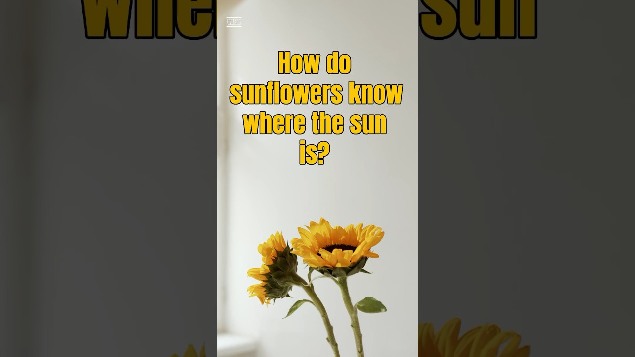 Sunflowers' Solar Secret: How They Track the Sun! - YouTube