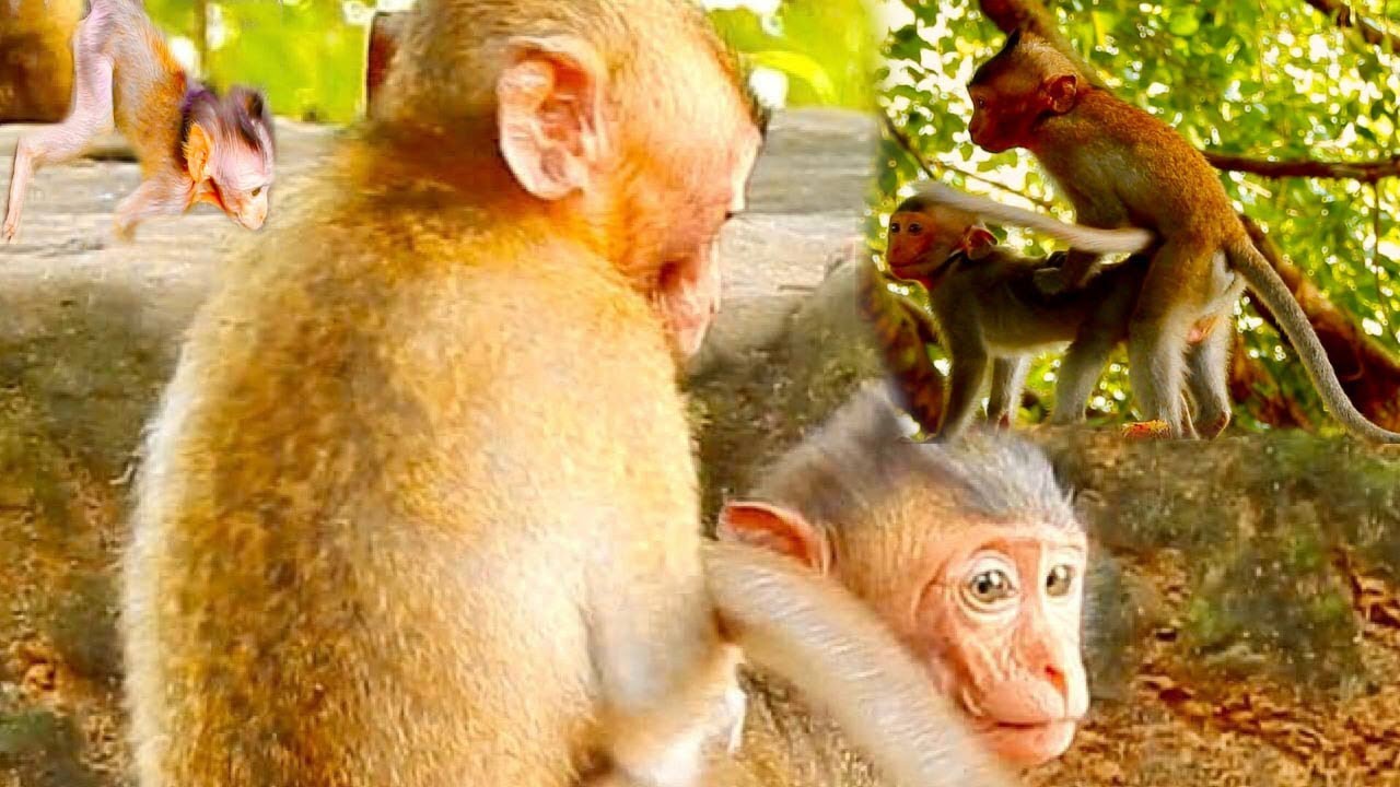 😍😍😍O.M.G! Very funny A little Patrick He doing with Newborn baby monkey ...