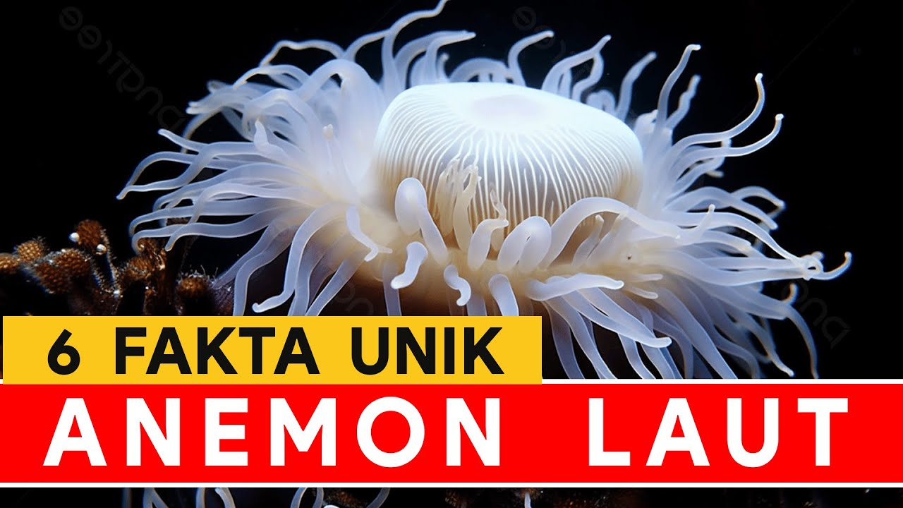 6 Fakta Unik Anemon Laut - YouTube