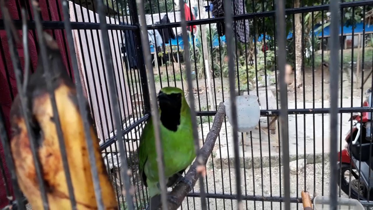 Cak ijo sumatra full isian - YouTube