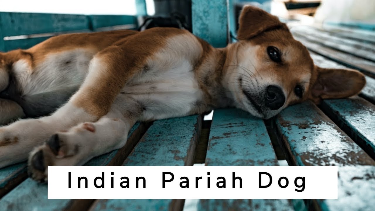 Are Indian Pariah Dogs Friendly