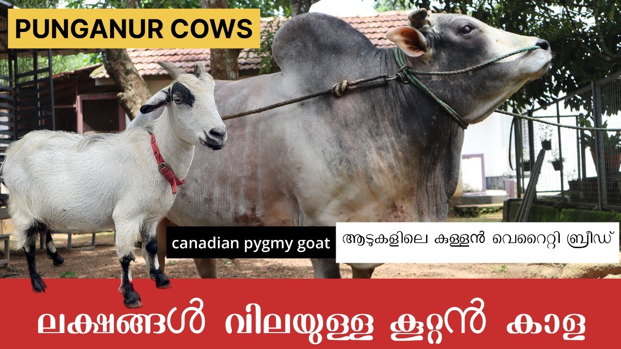 ലക്ഷങ്ങൾ വിലയുള്ള PUNGANUR COW, GOAT Canadian Pygmy 🐐 Variety Animals # ...
