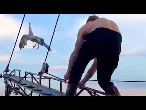 Guy At Sea Saves A Seagull - YouTube