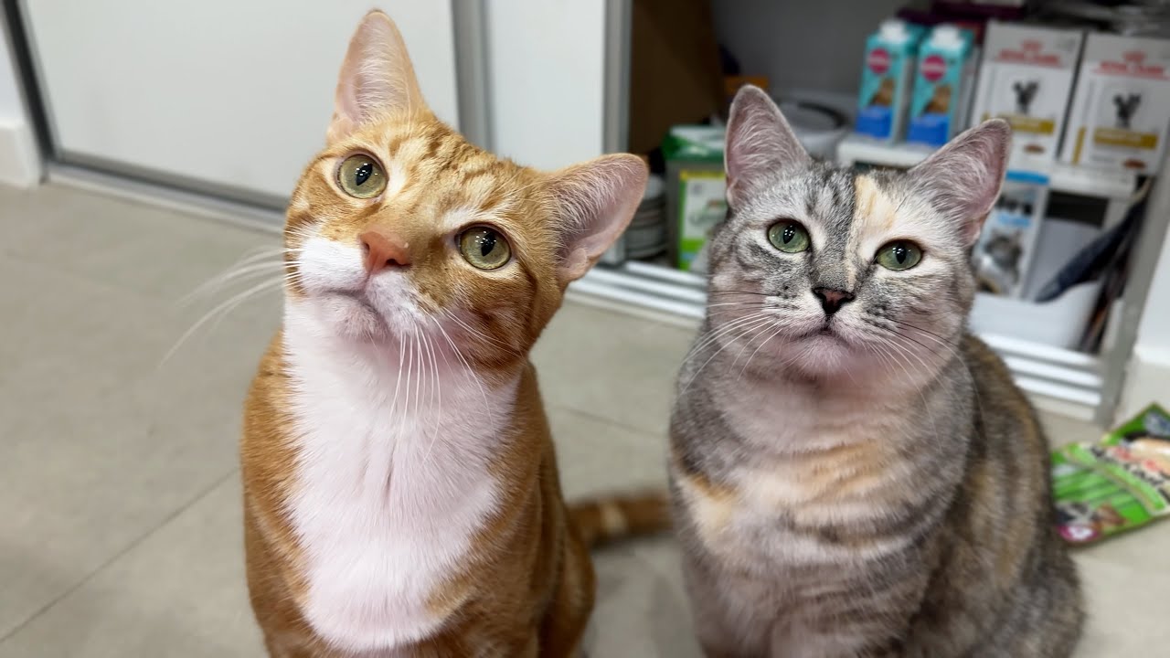 Have we been good kitties? - YouTube