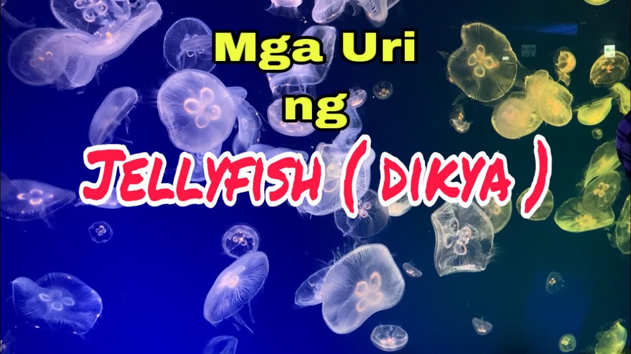 Mga Uri ng Jellyfish ( dikya ) - YouTube