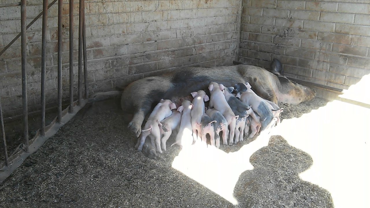 Puerca con puerquitos - YouTube