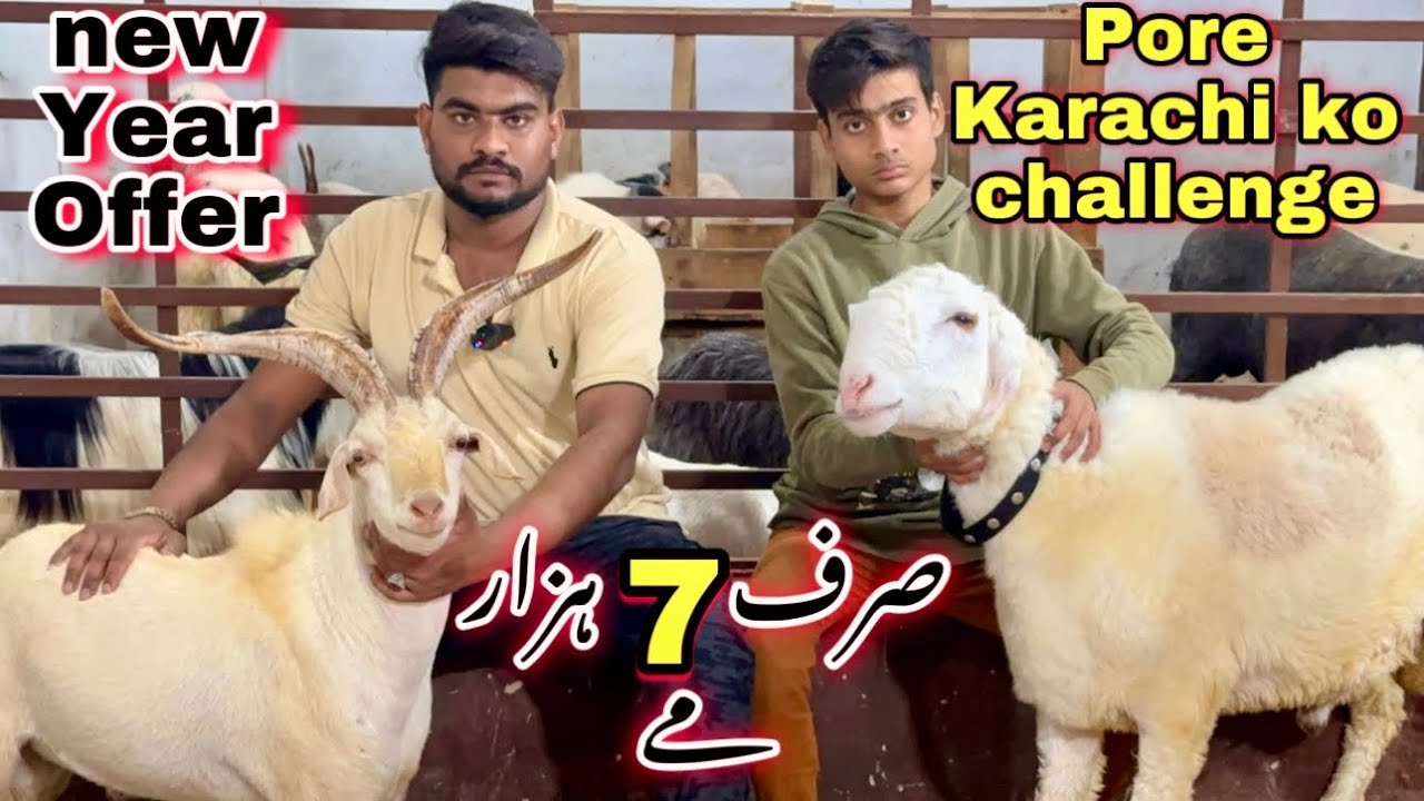 Sirf 7 Hazar Me Qurbani 2025 Ka Shoq 😍 || Happy New Year Ki Offer 🔥 ...