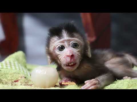 Crying loudly miserable baby monkey Ting Ting got injured