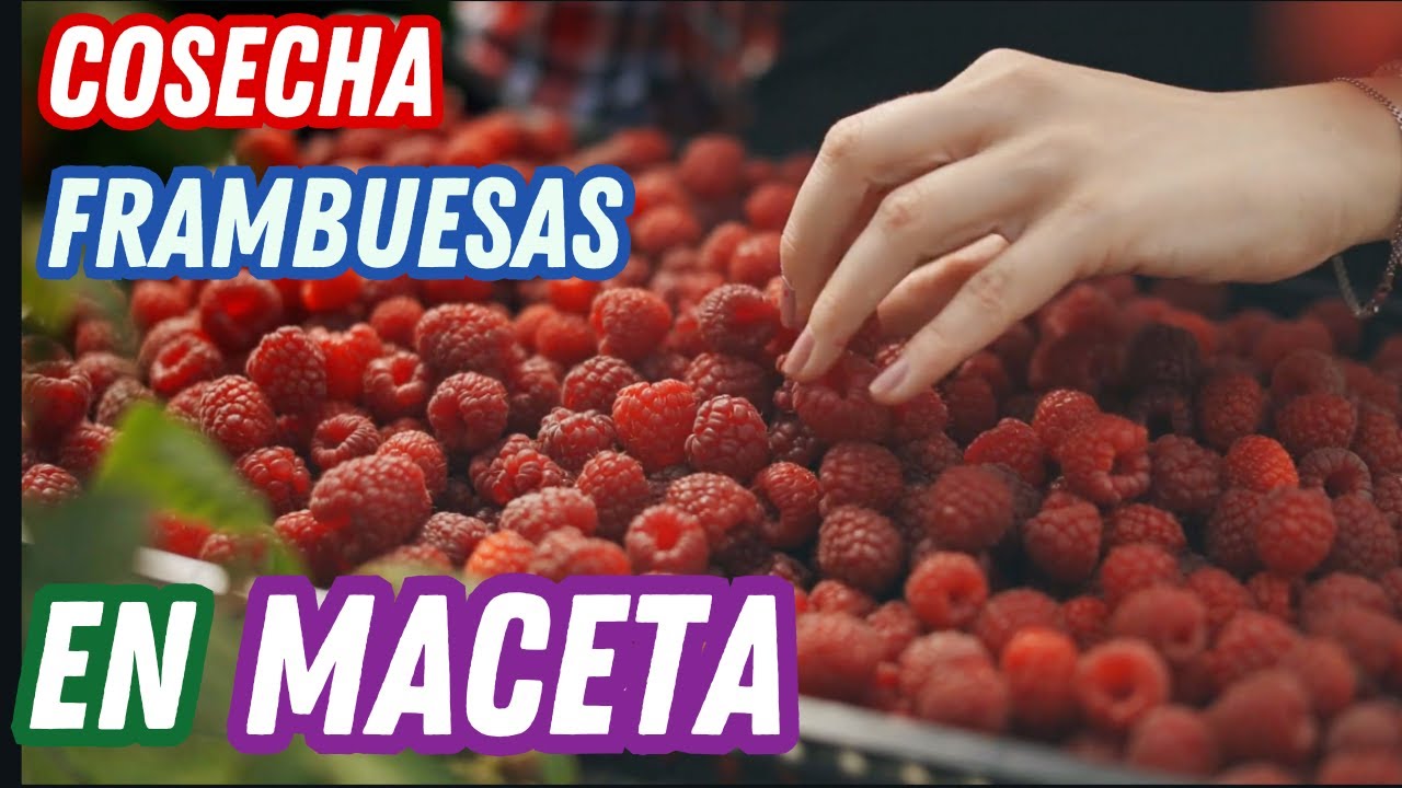 Cómo COSECHAR Frambuesas en Maceta - YouTube