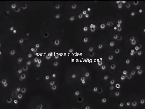 Building Human Tissue, Cell by Cell - YouTube