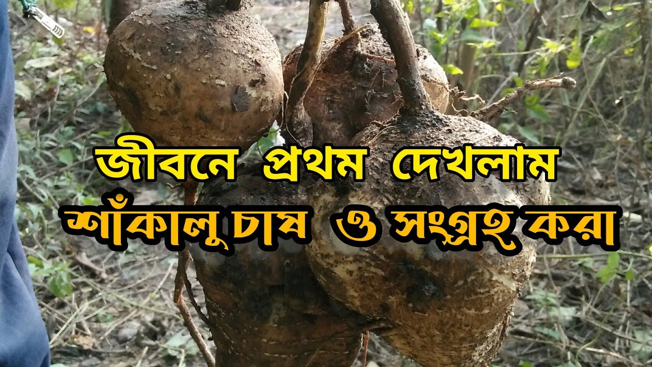 শাঁকালু - Yam Bean -Shakalu - YouTube