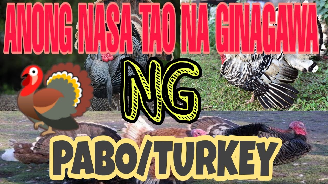 ANONG MAYROON SA TAO NA GINAGAWA NG MGA PABO🦃? - YouTube