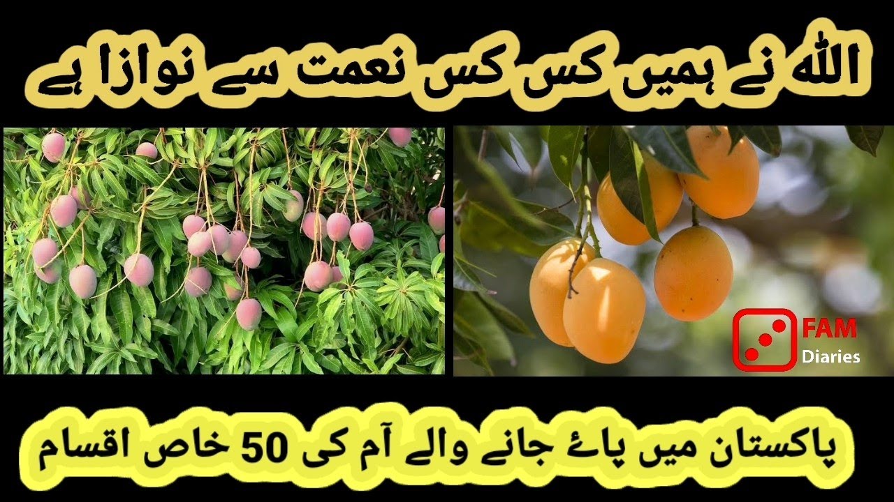 50 Different Type of Mangos In Pakistan || Yumy Mango - YouTube
