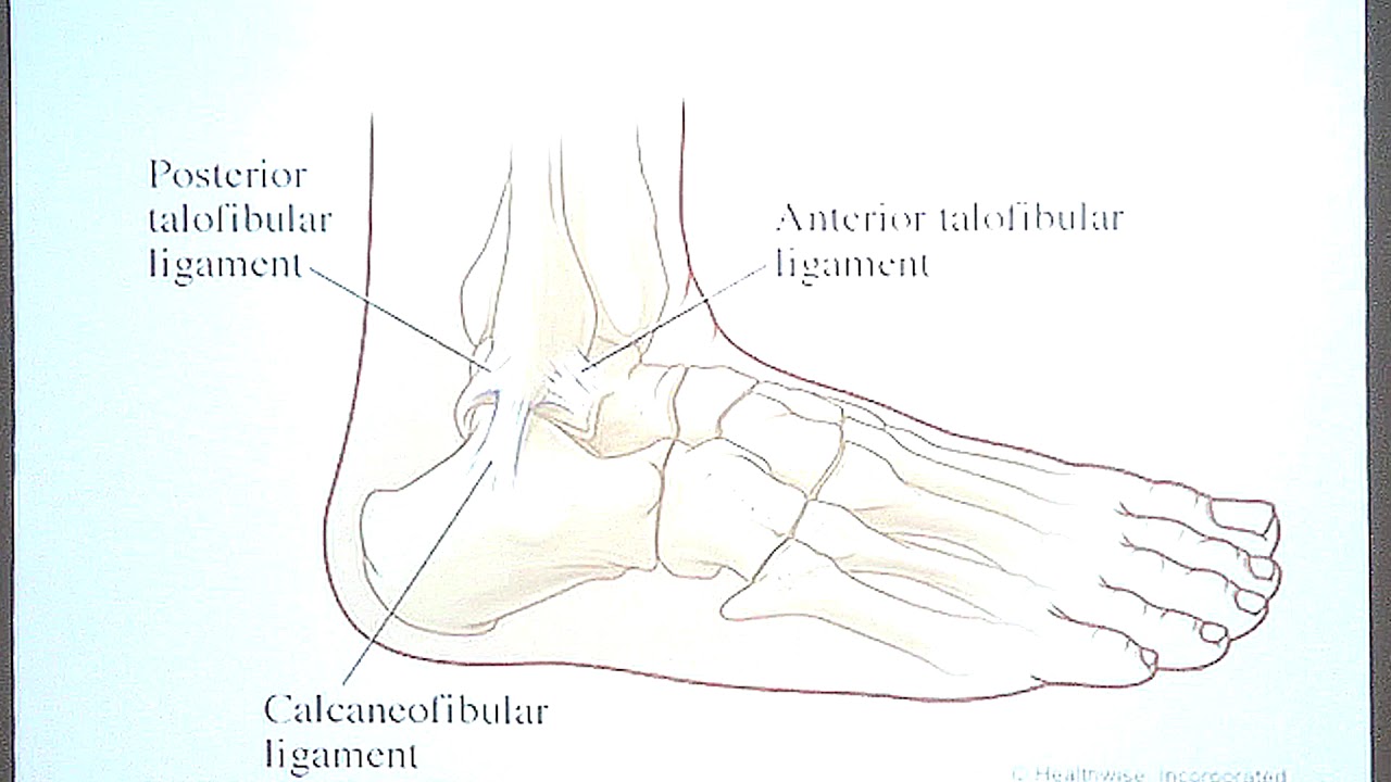Brian Damitz Indy cadaver lab 2017 - YouTube