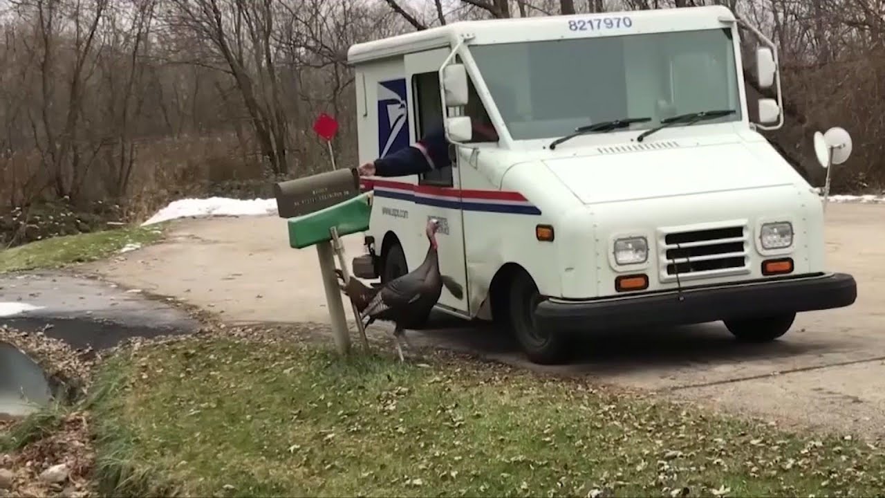 Turkey stalks Wisconsin mail carrier - YouTube
