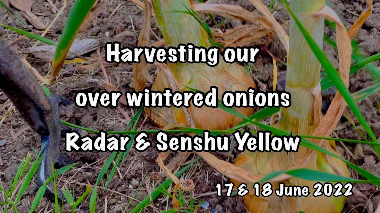 Harvesting our over wintering onions Radar and Senshu Yellow - YouTube