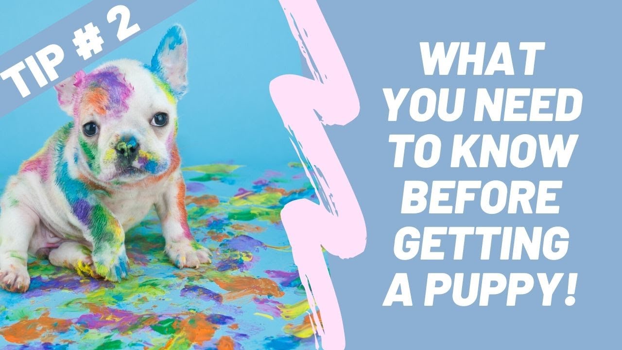 What you need to know p before getting a puppy : TIP #2 EXPOSURE! - YouTube
