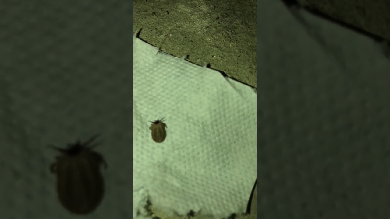 Ce sa faci cu capusa la caine - YouTube