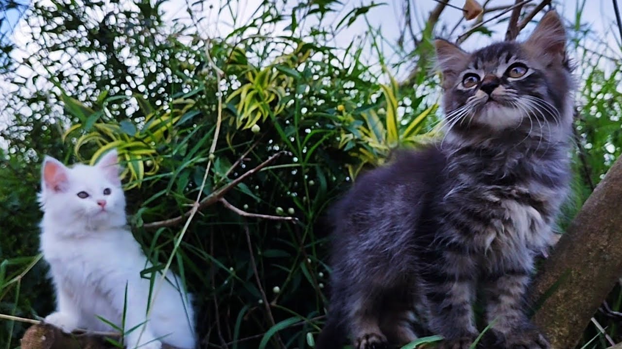 AMAZING ANIMALS CATS CUTES STACY BEST CAT - YouTube